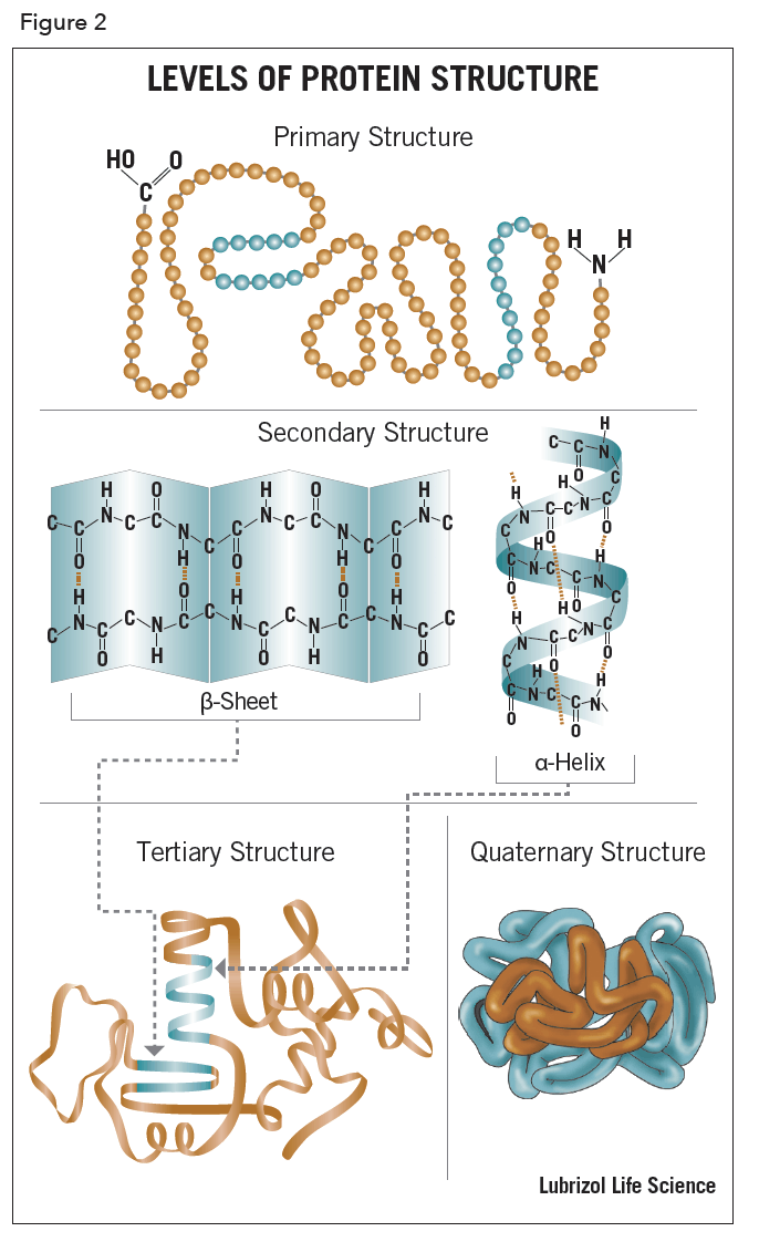 Protein Structure: Primary, Secondary, Tertiary, Quatemary Structures ...