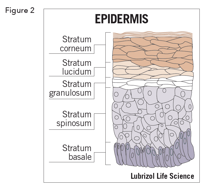 Skin And Nail: Barrier Function, Structure, And Anatomy Considerations ...